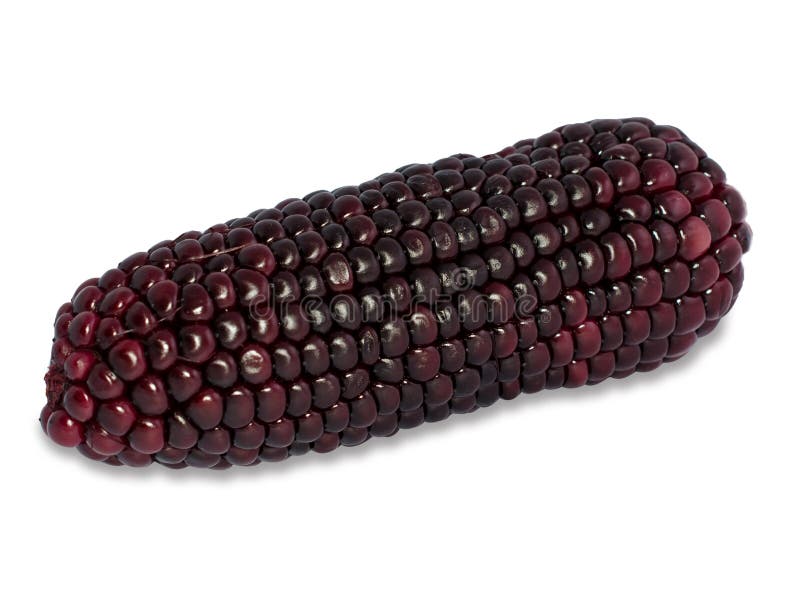 Black corn stock image. Image of develop, boiled, grain - 24096183