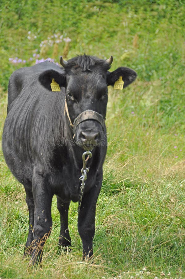 Black Cow stock photo. Image of rural, herd, cattle, summer - 10945078