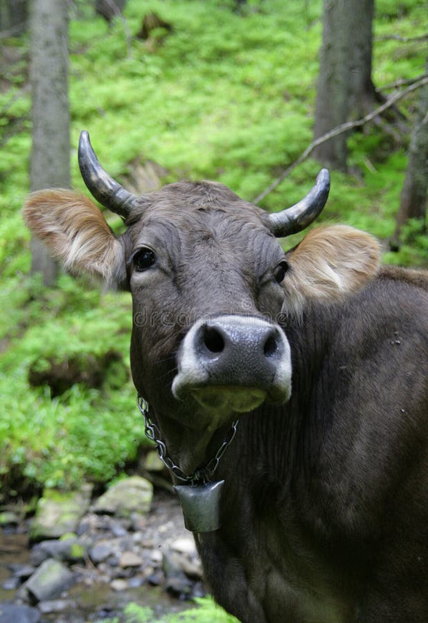 Black cow stock photo. Image of nature, wood, farm, hand - 11855860