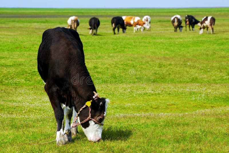 Black cow stock photo. Image of livestock, domestic, white - 14161524
