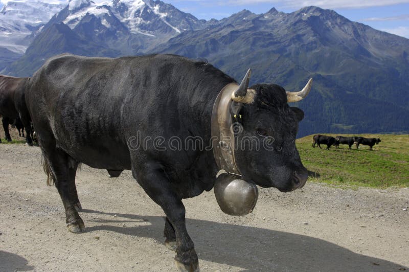 Black cow stock photo. Image of fighting, areas, cows - 21194920