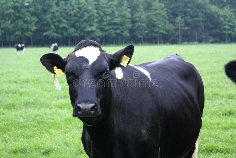 A black cow. stock photo. Image of pasture, white, meadow - 2537378