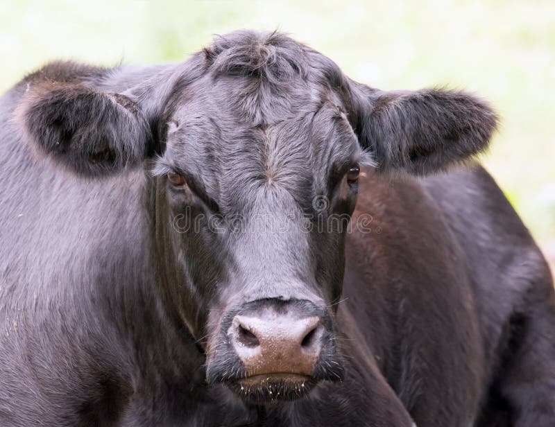 15,226 Big Black Cow Stock Photos - Free & Royalty-Free Stock Photos ...