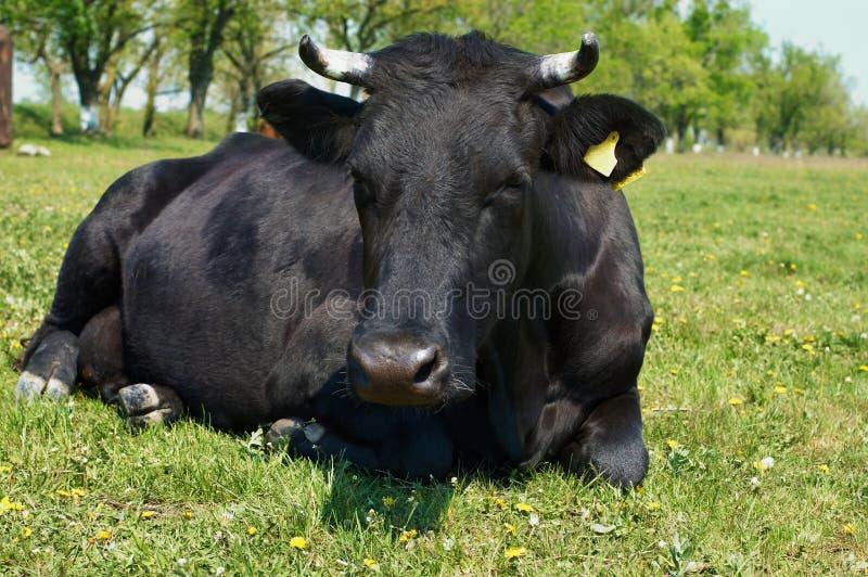 Toro Bravo stock photo. Image of farmland, europe, horn - 2490574