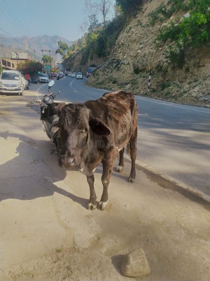 Black cow stock image. Image of sheep, stand, animal - 275604741