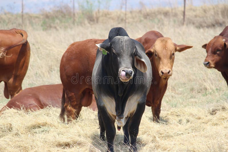 Afrikaner Cow Stock Photos - Free & Royalty-Free Stock Photos from ...