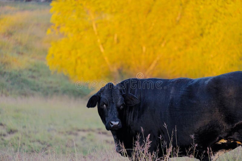 Black Cow in Fall Landscape Stock Photo - Image of agriculture, farming ...
