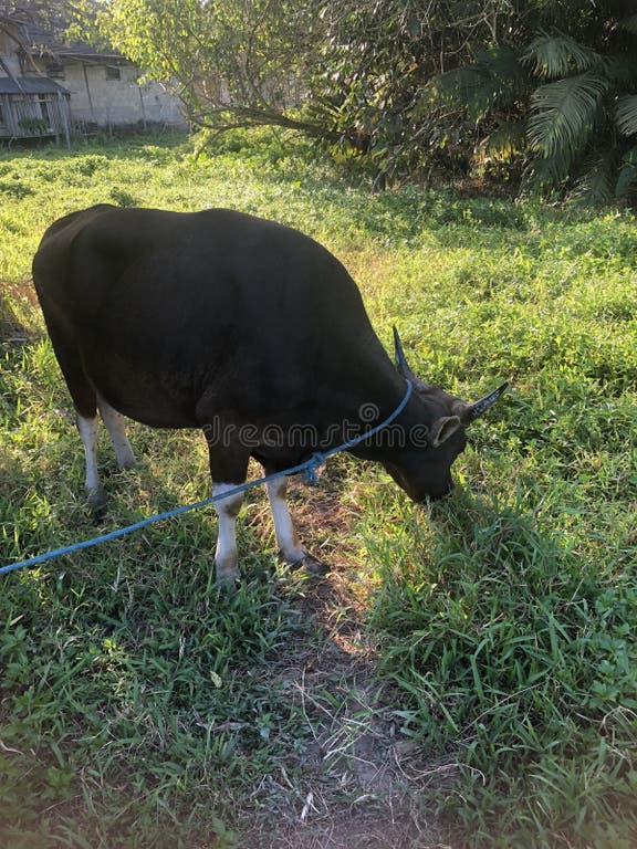 Black cow stock photo. Image of bovine, sheep, grassland - 287853576