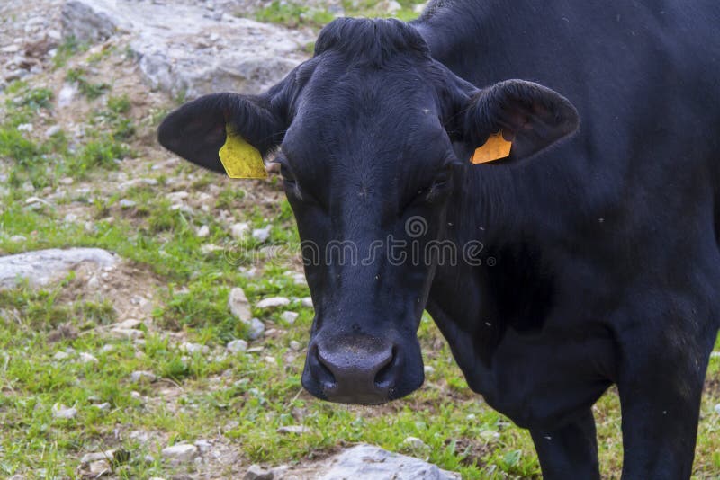 Black cow stock photo. Image of animals, alps, europe - 48929938