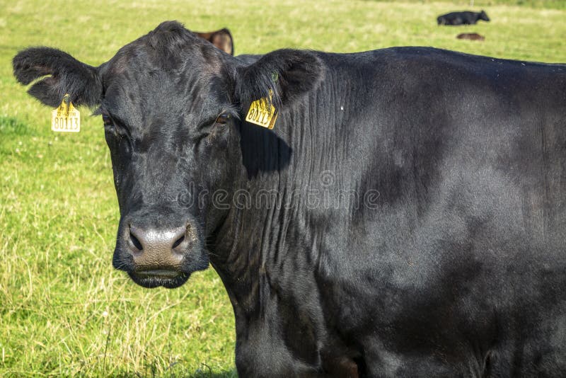 Black Cow in County Mayo - Republic of Ireland Editorial Photography ...