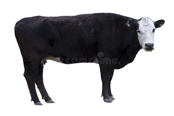 Black Cow cutout stock photo. Image of farming, black - 6594208