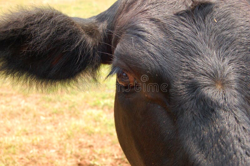 Black Cow ear and eye stock image. Image of bull, hair - 3936399