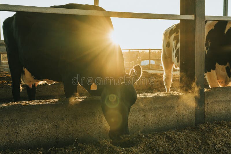 Black Cow Eating with the Sun on Its Back Stock Image - Image of ...