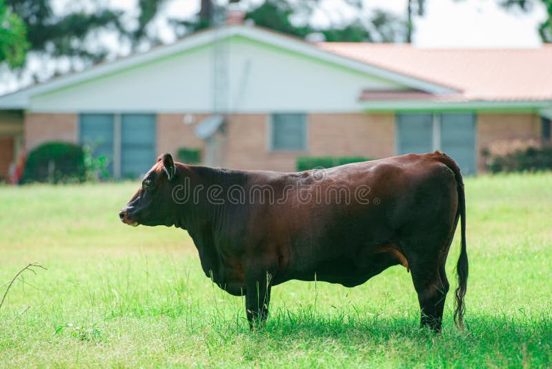 Farming Ranch Angus and Hereford Cattle in Bavaria, Germany Stock Image ...
