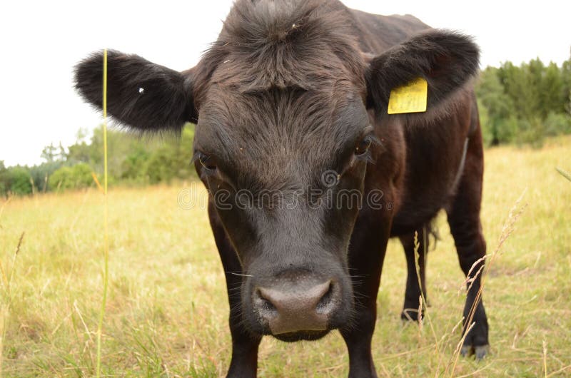 Black Cow in a Field in the Morning Stock Image - Image of environment ...