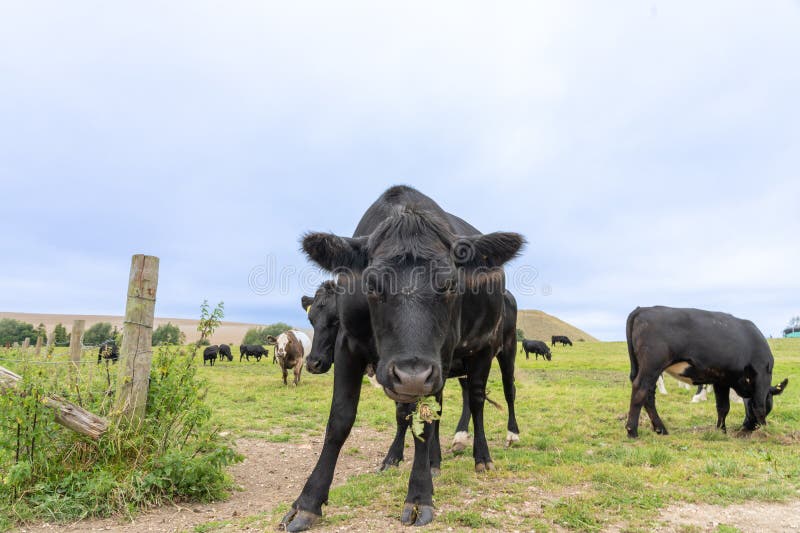 Black Cow in Foreground in Rural England Scene Stock Photo - Image of ...