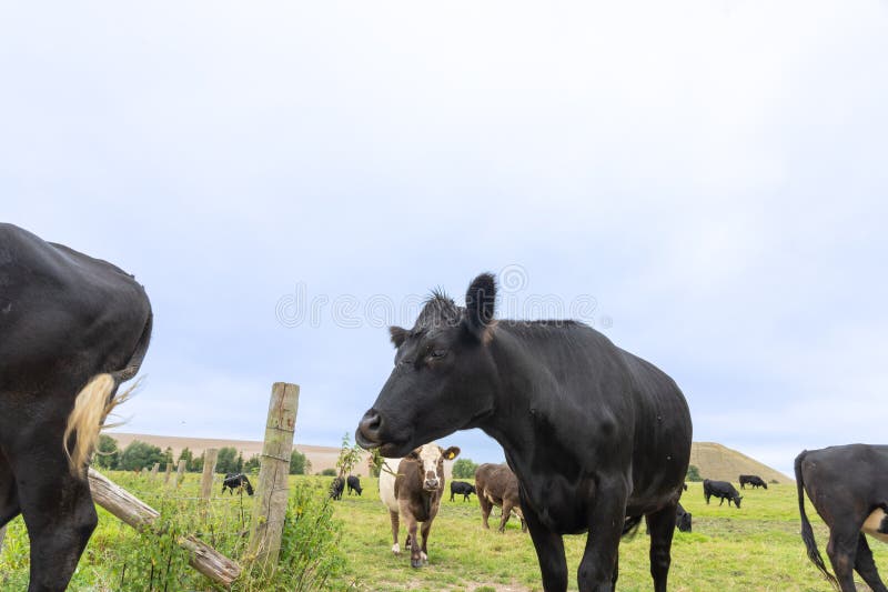 Black Cow in Foreground in Rural England Scene Stock Image - Image of ...
