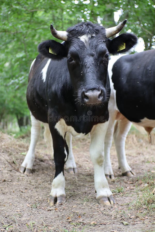 Black Cow with Large Horns Grazing in the Countryside Stock Photo ...