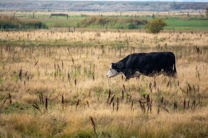 Black Cow in a Large Pasture Stock Image - Image of copy, green: 272291417
