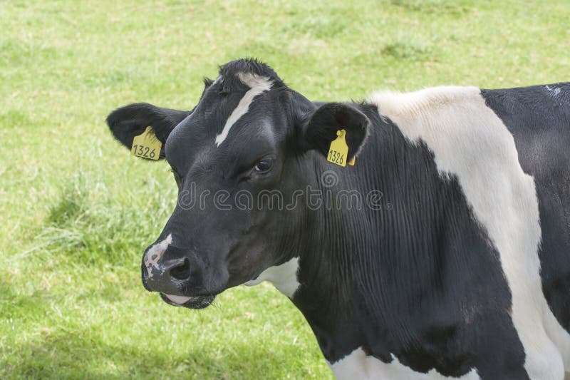 Black cow in a meadow stock image. Image of animal, pasture - 42006399