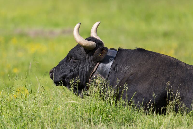 Black Cow Lowing Stock Photos - Free & Royalty-Free Stock Photos from ...