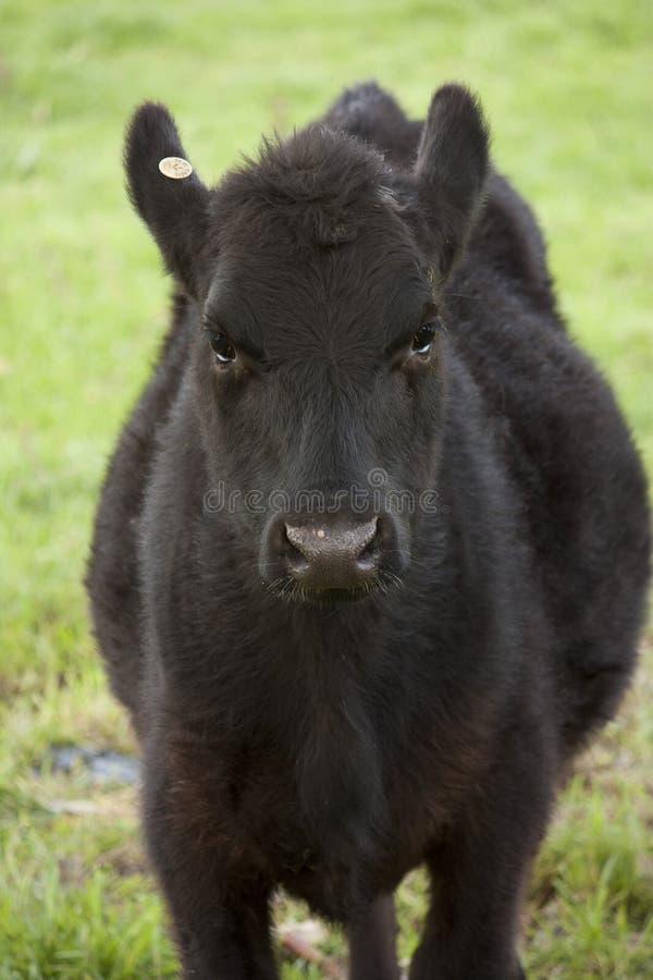 Black Cow stock photo. Image of closeup, graze, agriculture - 32498776