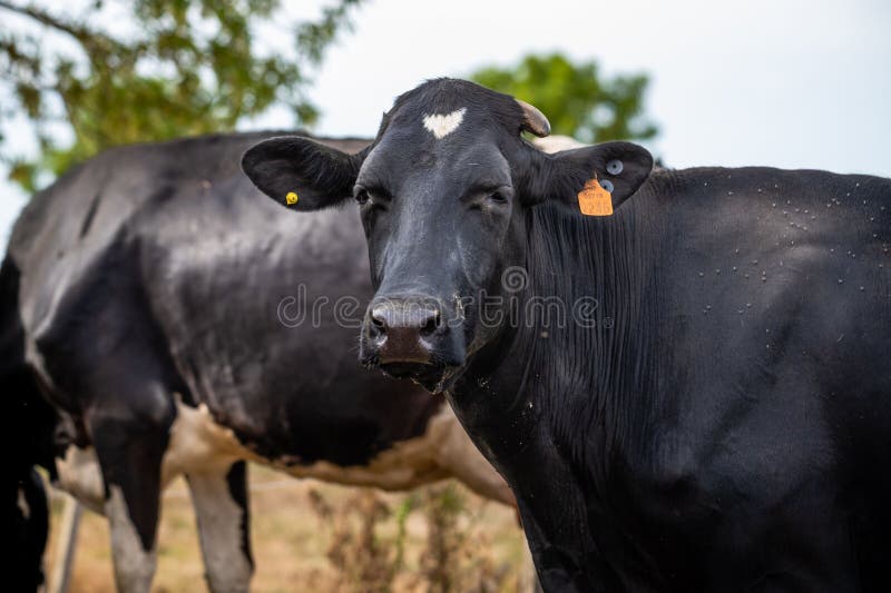 Black Cow with Tagged Ears Looking Back on a Farm Field Stock Image ...