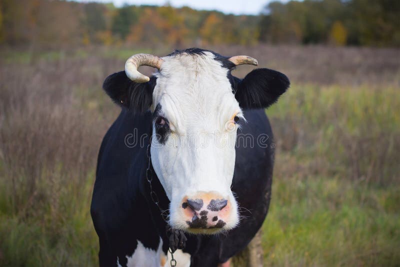 A Black Cow with a White Head in the Field Stock Image - Image of beast ...