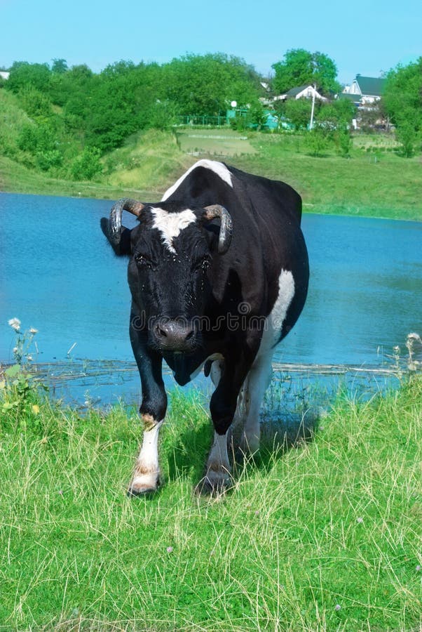 Black cow stock image. Image of dairy, meadow, farmland - 60004481