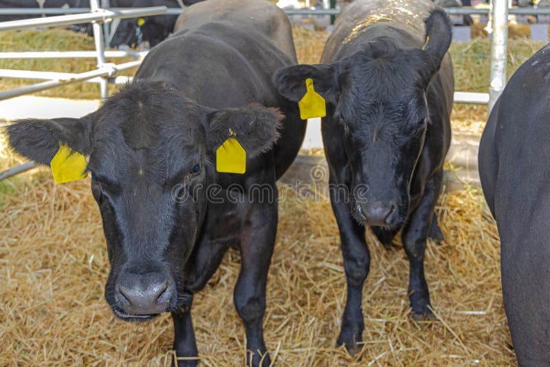 Black Cows Barn stock photo. Image of animals, straw - 365833574