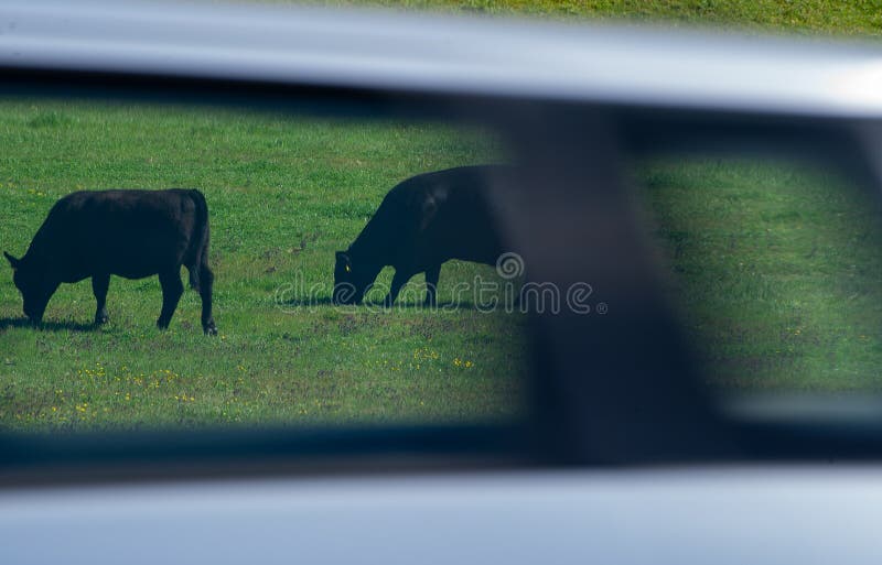 Black Cows through a Passing Car Window Stock Photo - Image of green ...