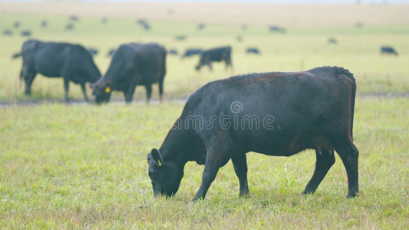 Black Cows Stand Grazing on Meadow Field. Herd of Black Angus on a ...