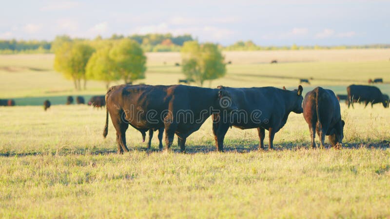 Black Cows Stand Grazing on Meadow Field. Herd of Black Angus on a ...