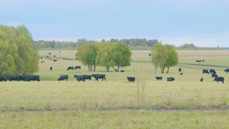 Black Cows Stand Grazing on Meadow Field. Herd of Black Angus on a ...