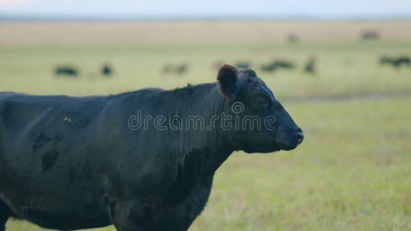 Black Cows Stand Grazing on Meadow Field. Herd of Black Angus on a ...