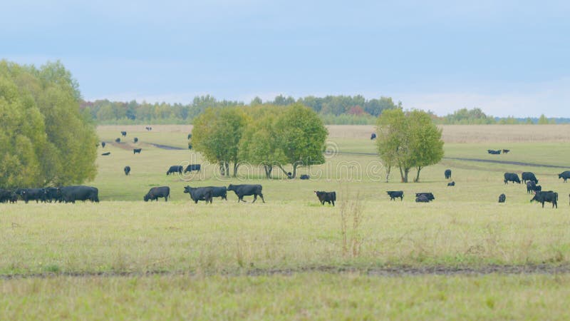 Black Cows Stand Grazing on Meadow Field. Herd of Black Angus on a ...