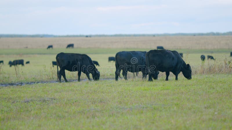 Black Cows Stand Grazing on Meadow Field. Herd of Black Angus on a ...