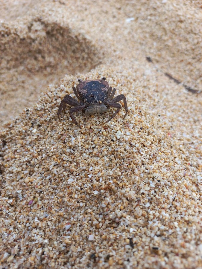 Black Crab Walking on Beach Sand Has Eight Leg Stock Image - Image of ...