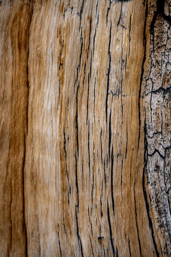 Black Cracks in Tree Texture Stock Photo - Image of national, packed ...