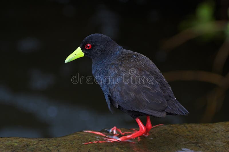 Black Crake - Zapornia Flavirostra Stock Photo - Image of bird ...