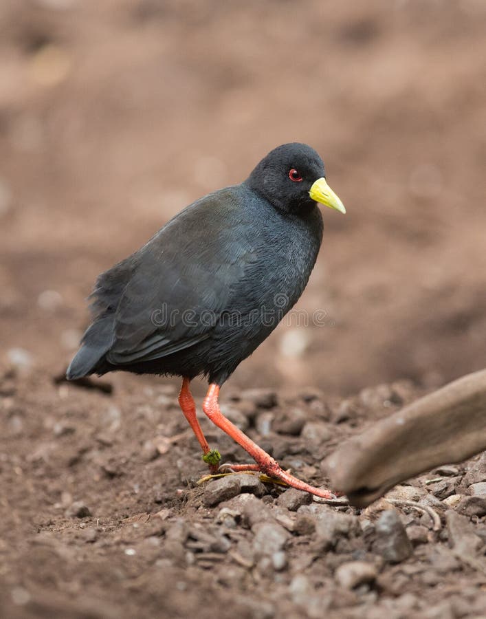 Black Crake stock photo. Image of soldier, unknown, history - 38824366
