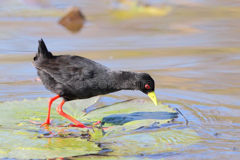 Black Crake Standing on a Water Lilly Stock Image - Image of legs ...