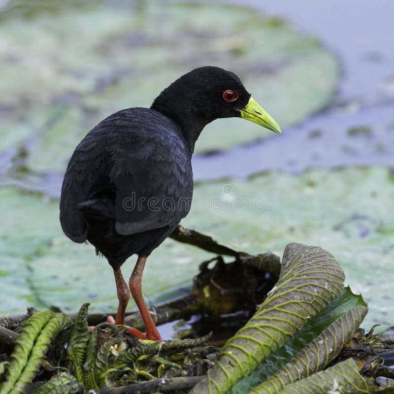 Black Crake, Zapornia Flavirostra Stock Image - Image of crake, dubi ...