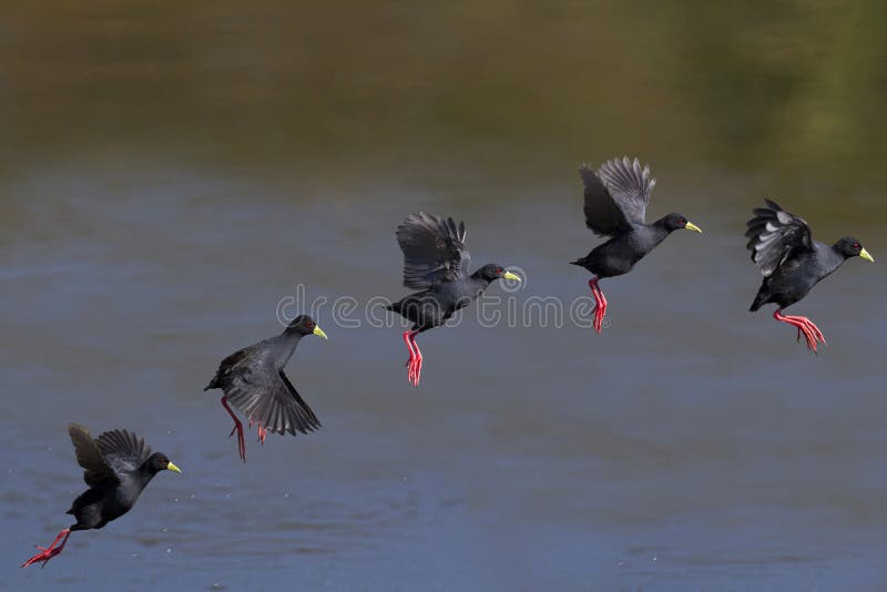 169 Bird Flight Sequence Stock Photos - Free & Royalty-Free Stock ...