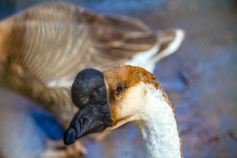 288 Smiling Goose Stock Photos - Free & Royalty-Free Stock Photos from ...