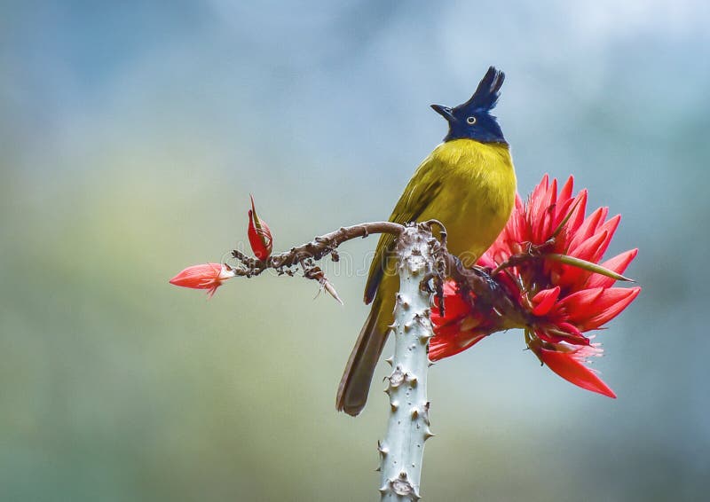 Black Crested Bulbul stock photo. Image of plant, finch - 186846722