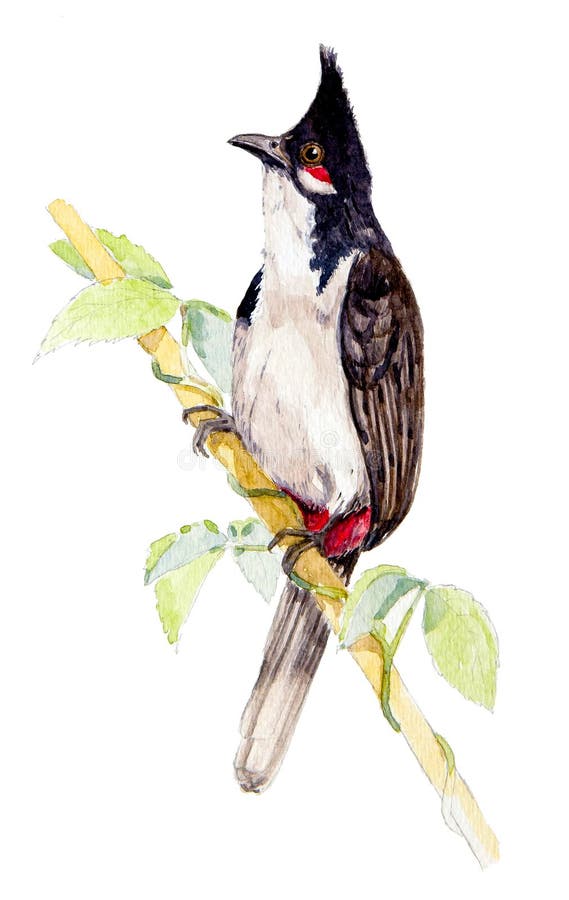 Black-crested Bulbul stock illustration. Illustration of color - 28598915