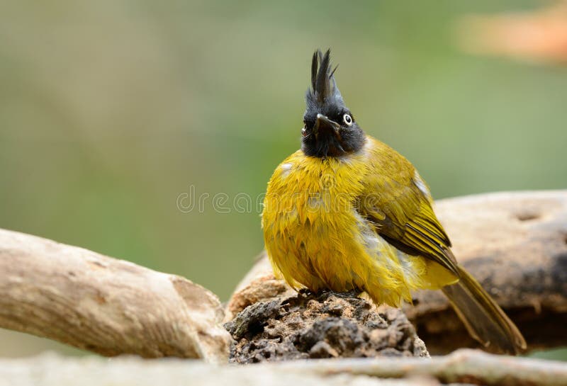 Black-crested bulbul stock photo. Image of rainforest - 68268194