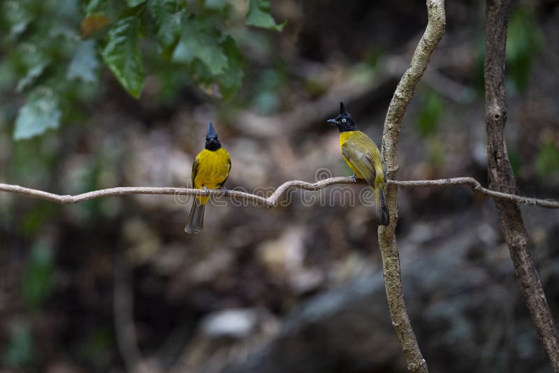 Black - crested Bulbul stock photo. Image of flaviventris - 182614420