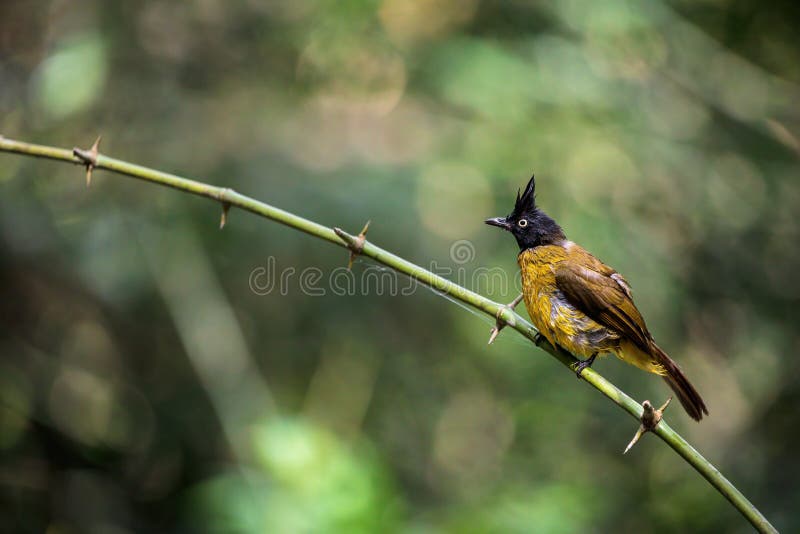 Black-crested Bulbul Pycnonotus Flaviventris Stock Image - Image of ...